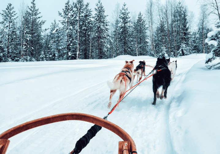Full Day Hands-On Tour | Ultimate Dog Sledding Experience