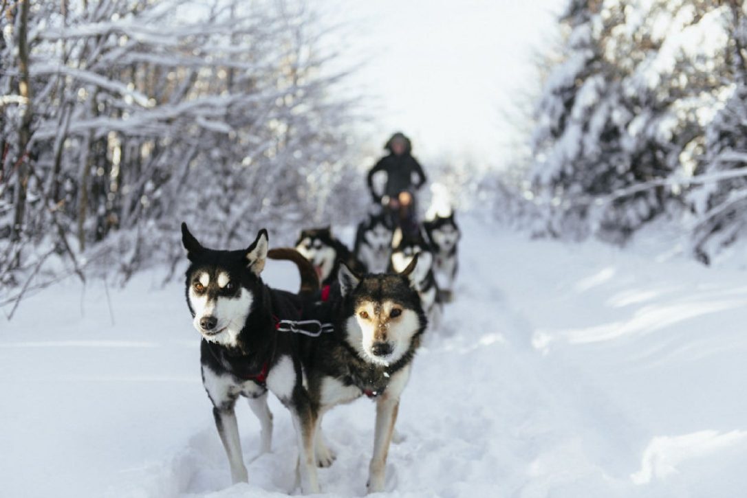 Full Day Hands-On Tour | Ultimate Dog Sledding Experience